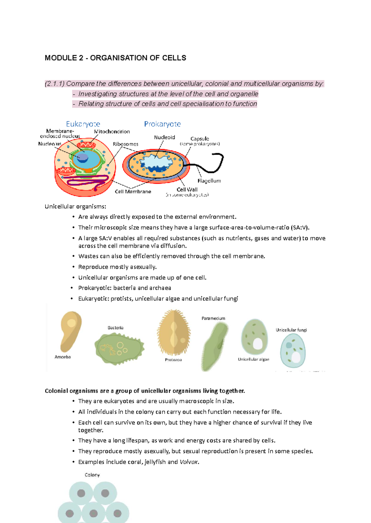 Biology Notes YR 11: Module 2 - Organisation of Cells and Organisms ...