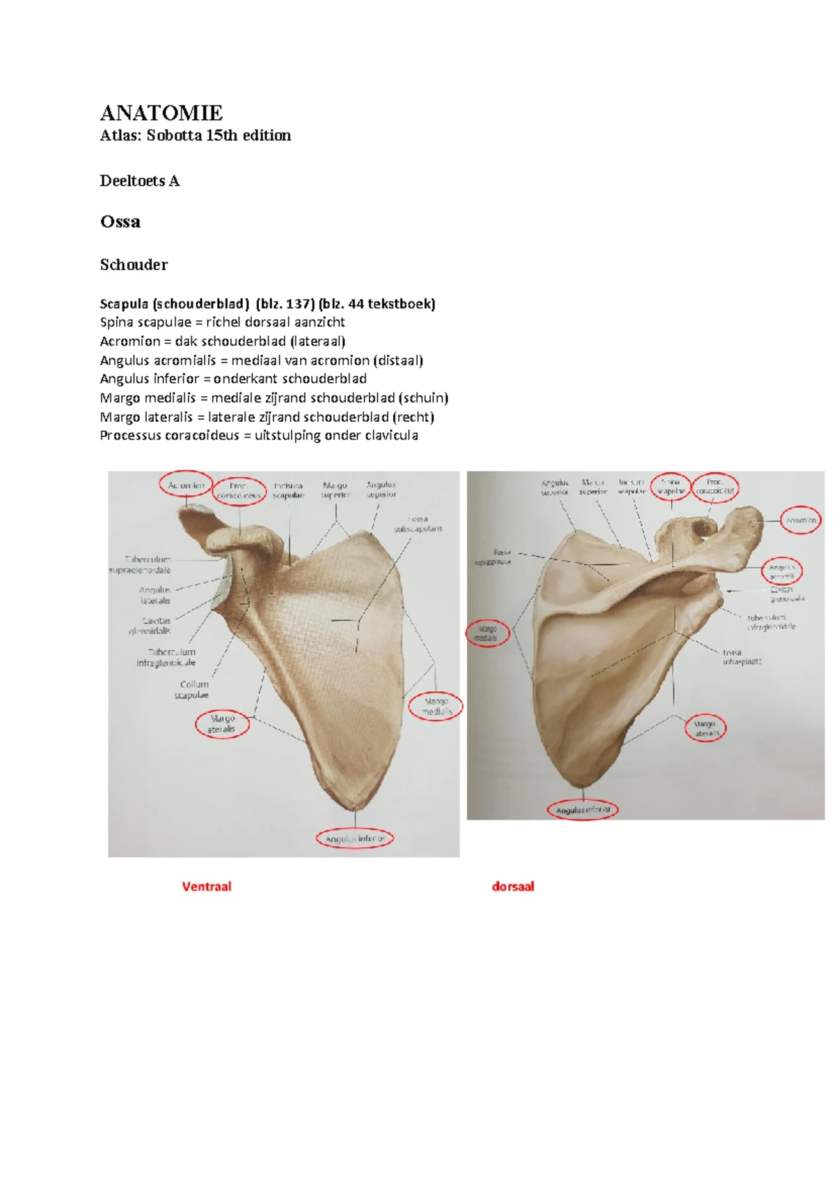 Deeltoets 2 romp - Ossa -Herkennen en benoemen -Functie van de ...