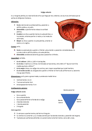 Anatomía y Fisiología de la Vulva Resumen bien explicado y detallado ...