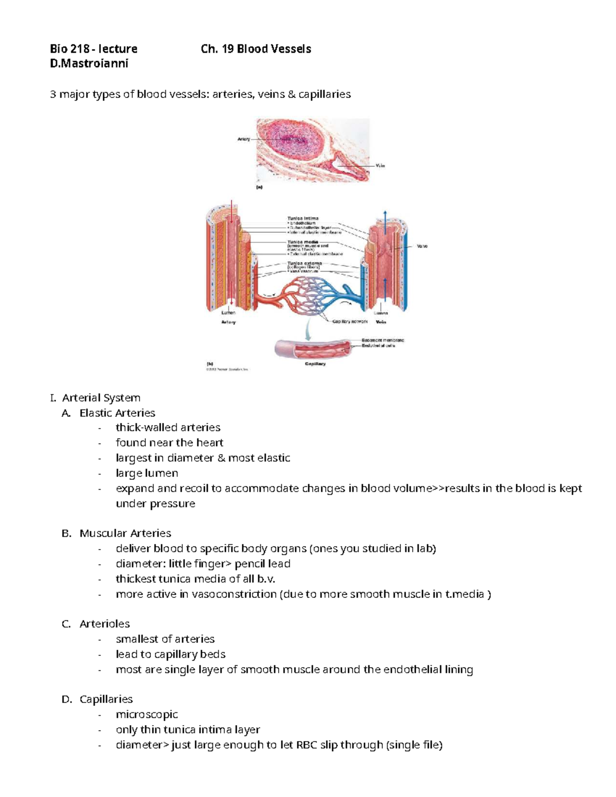 Bio 218 Lecture: Ch. 19 Blood Vessels Overview and Key Concepts - Studocu