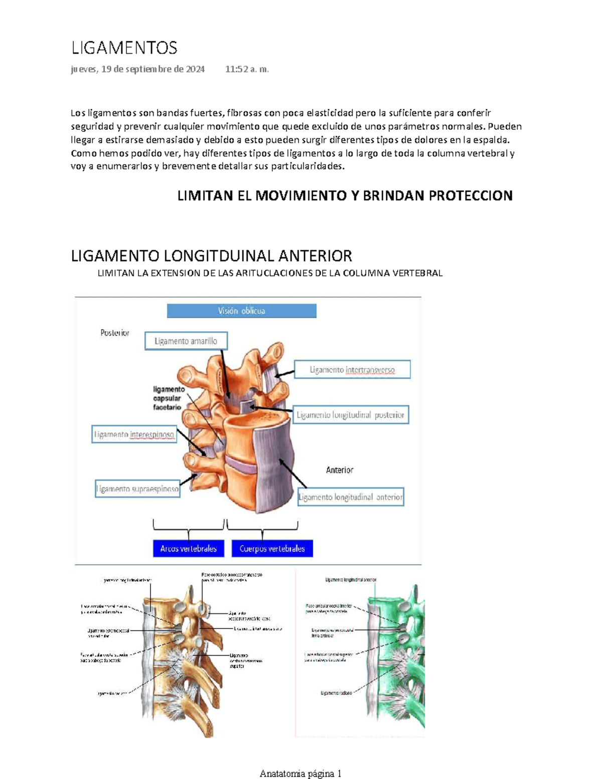 Ligamentos de la Columna Vertebral - Anatomía - GRUPO A - Studocu