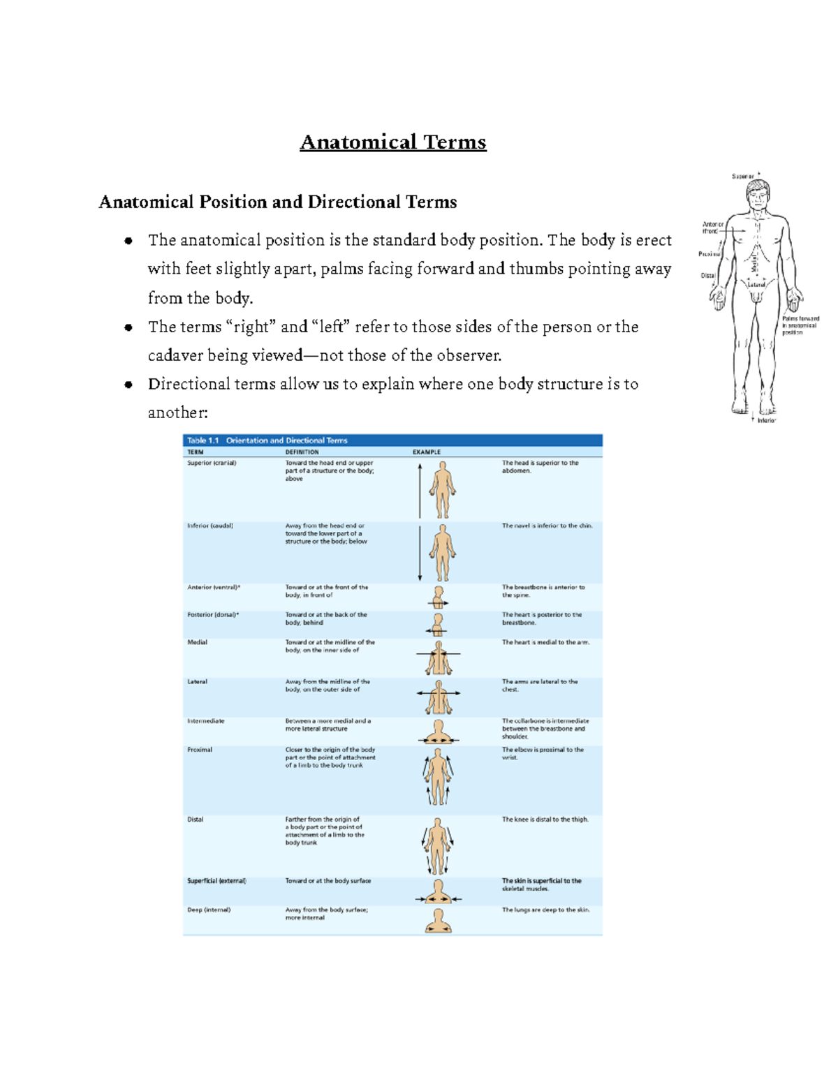 ANP 1106 - Overview of Anatomical Terms and Positions - Studocu