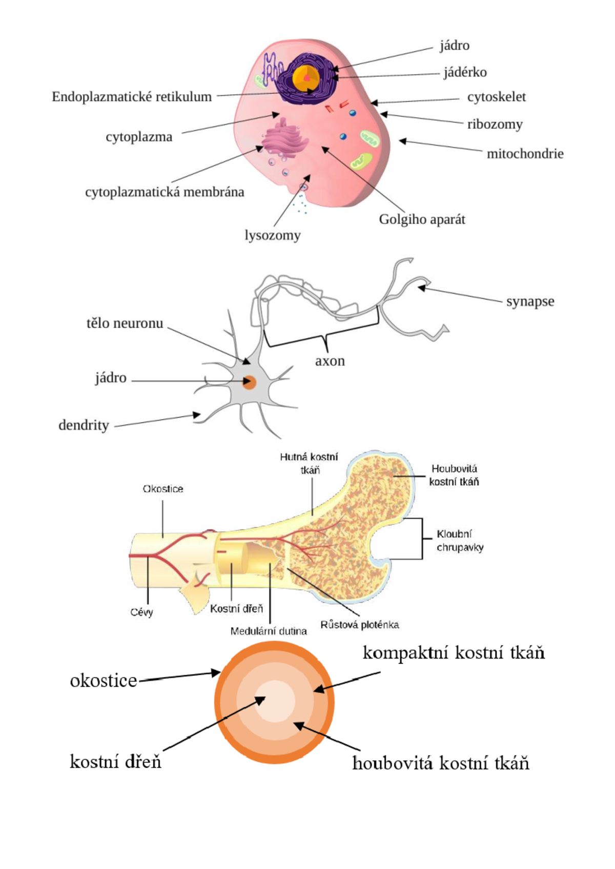 Anatomie a struktura buněk a kostí - Přednáška ZO 101 - Studocu