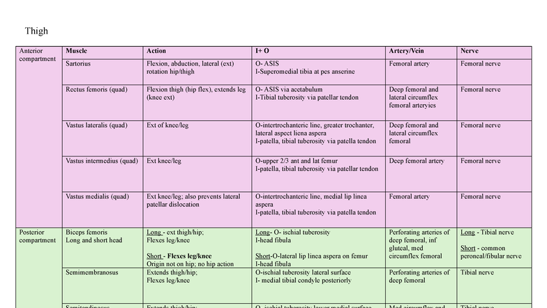 Anatomy LE: Muscle Actions of the Thigh and Leg Compartments - Studocu