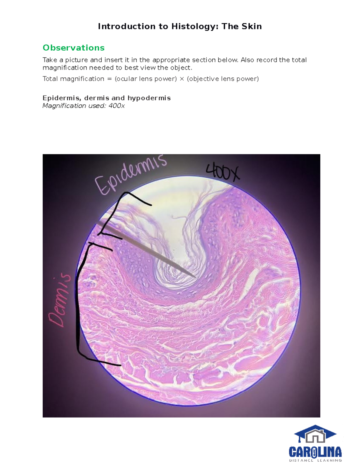 BIO2101 Introduction to Histology: The Skin Lab Answer Sheet - Studocu