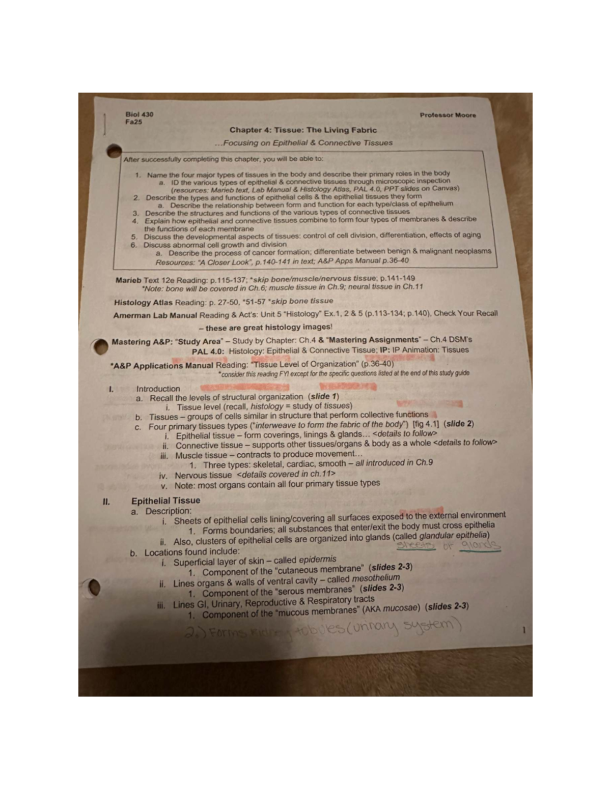 Biol 430 Professor Moore Fa25 Chapter 4: Epithelial & Connective Tissues - Studocu