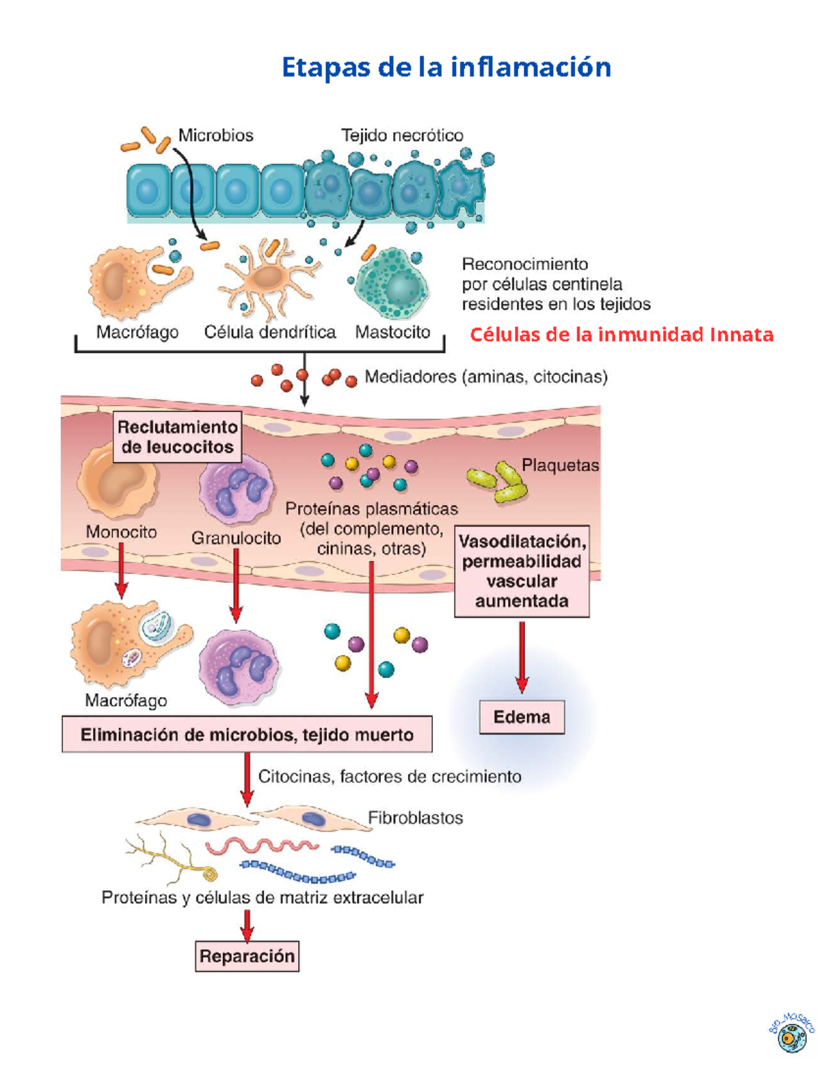 Etapas de la inflamación y edema 2 - Etapas de la inflamación Células ...