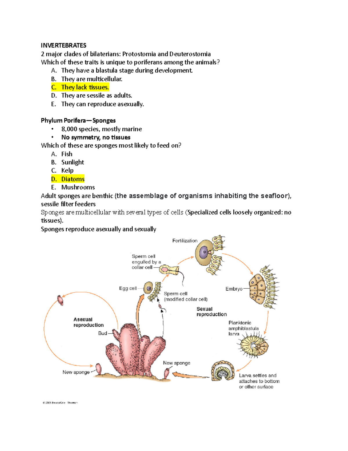 Invertebrates - biology class - INVERTEBRATES 2 major clades of ...