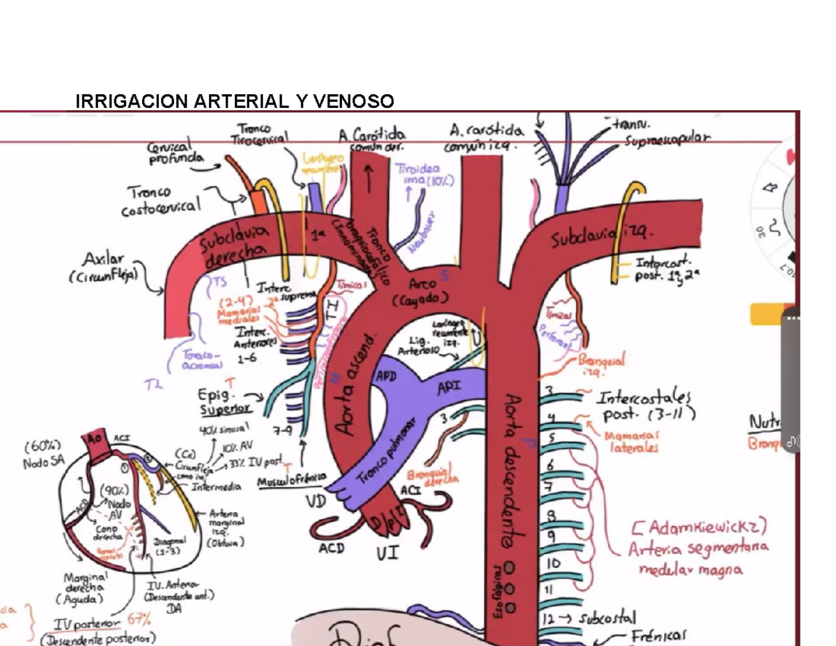 Irrigación Arterial y Venosa del Tórax: Anatomía y Estructura - Studocu