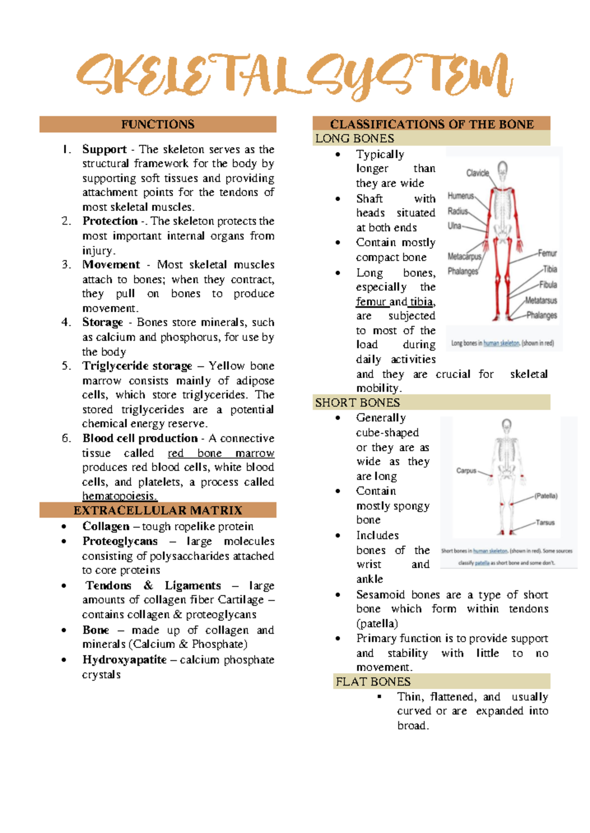 Anatomy and Physiology: Skeletal System Overview (Course Code: SKE 2 ...