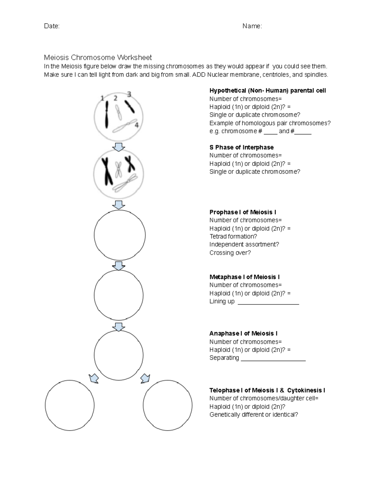 Meiosis Chromosome Worksheet - Date: Name: Meiosis Chromosome Worksheet ...