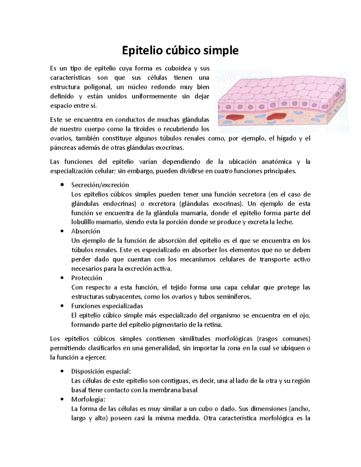 Caracteristicas y Funciones del Epitelio Cubico Simple - Studocu