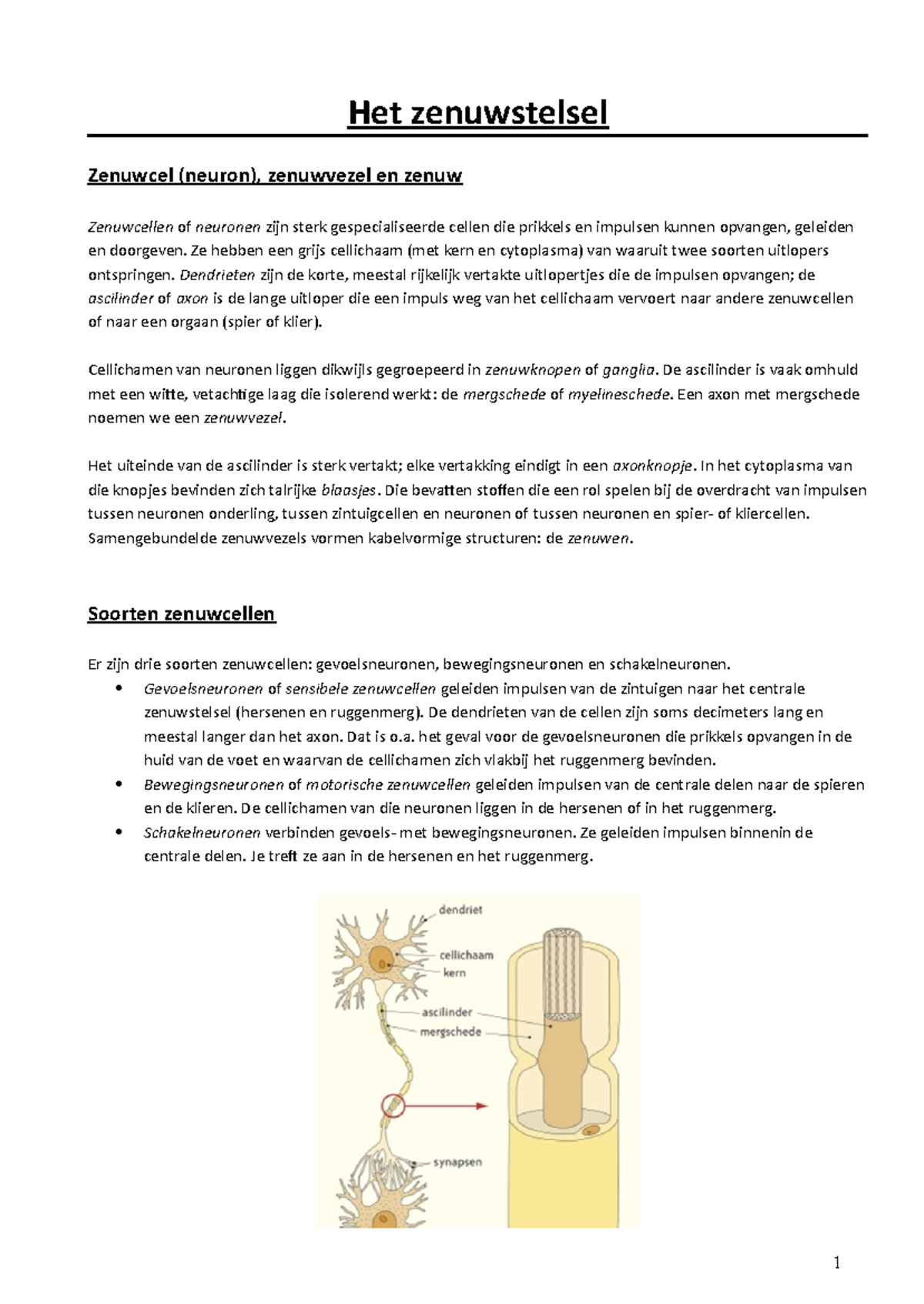 Samenvatting - het zenuwstelsel - Het zenuwstelsel Zenuwcel (neuron ...