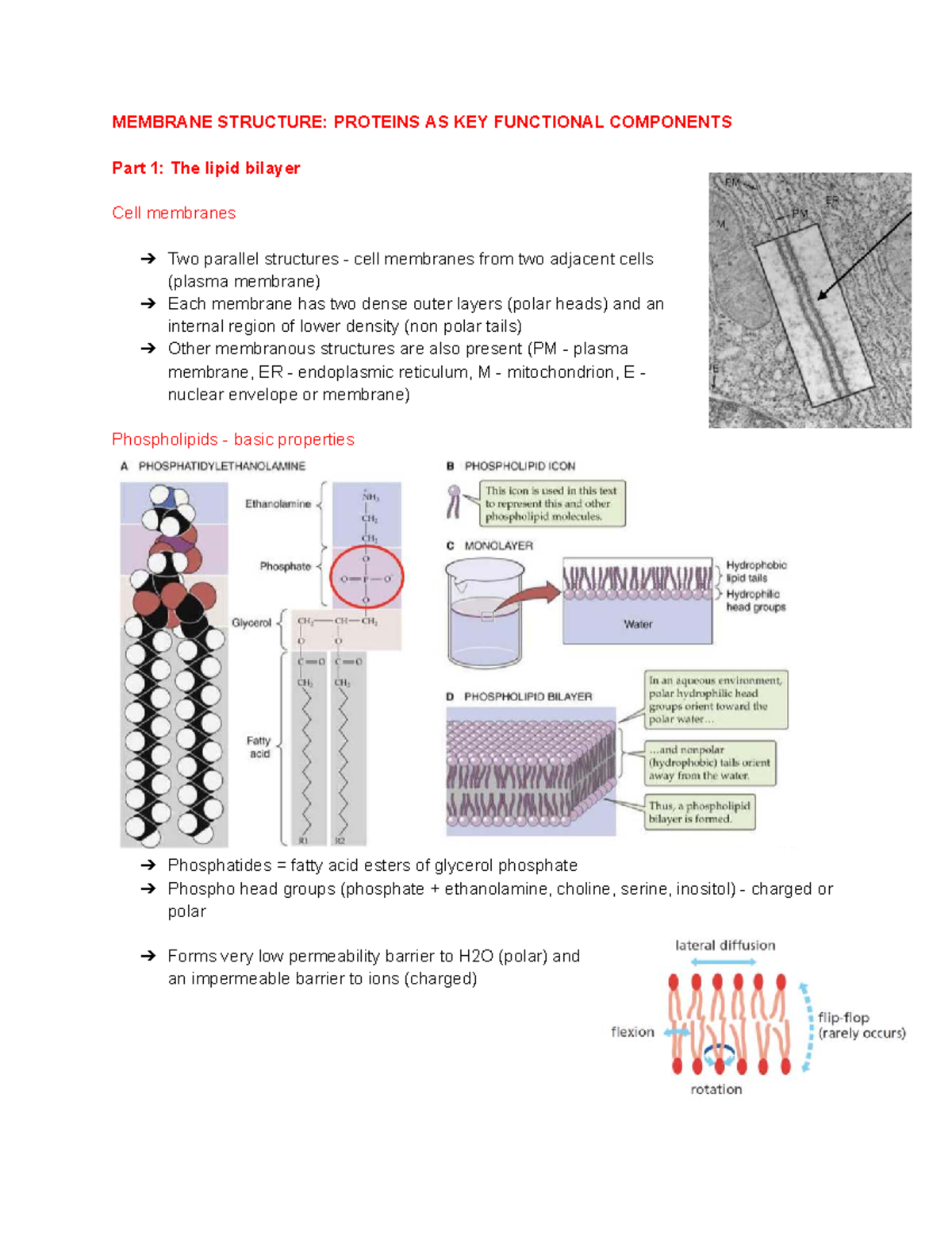 BIOL21321-2 Membrane Structure: Key Proteins & Lipid Functions - Studocu