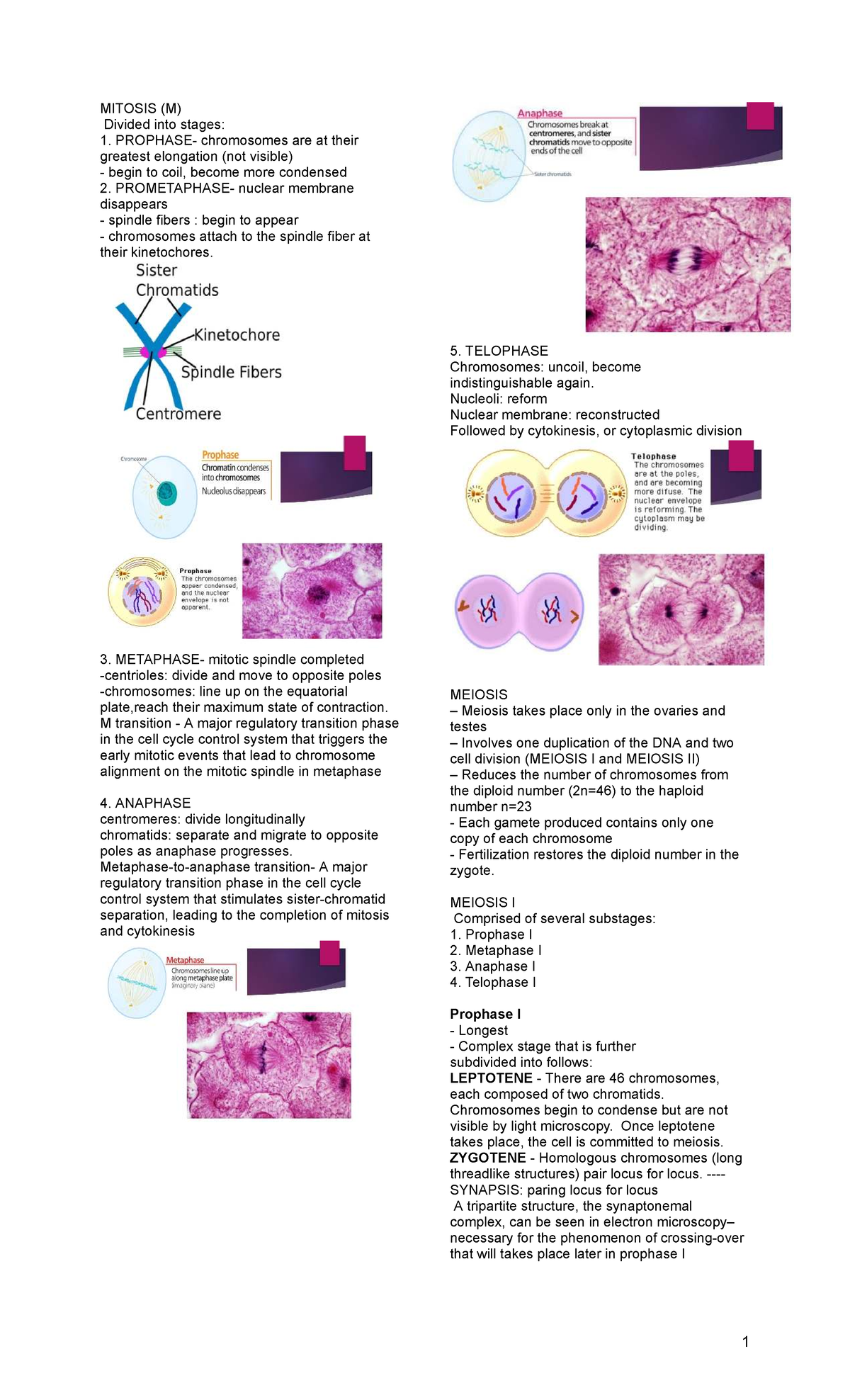 Mitosis and Meiosis Overview (BIO 101) - Studocu