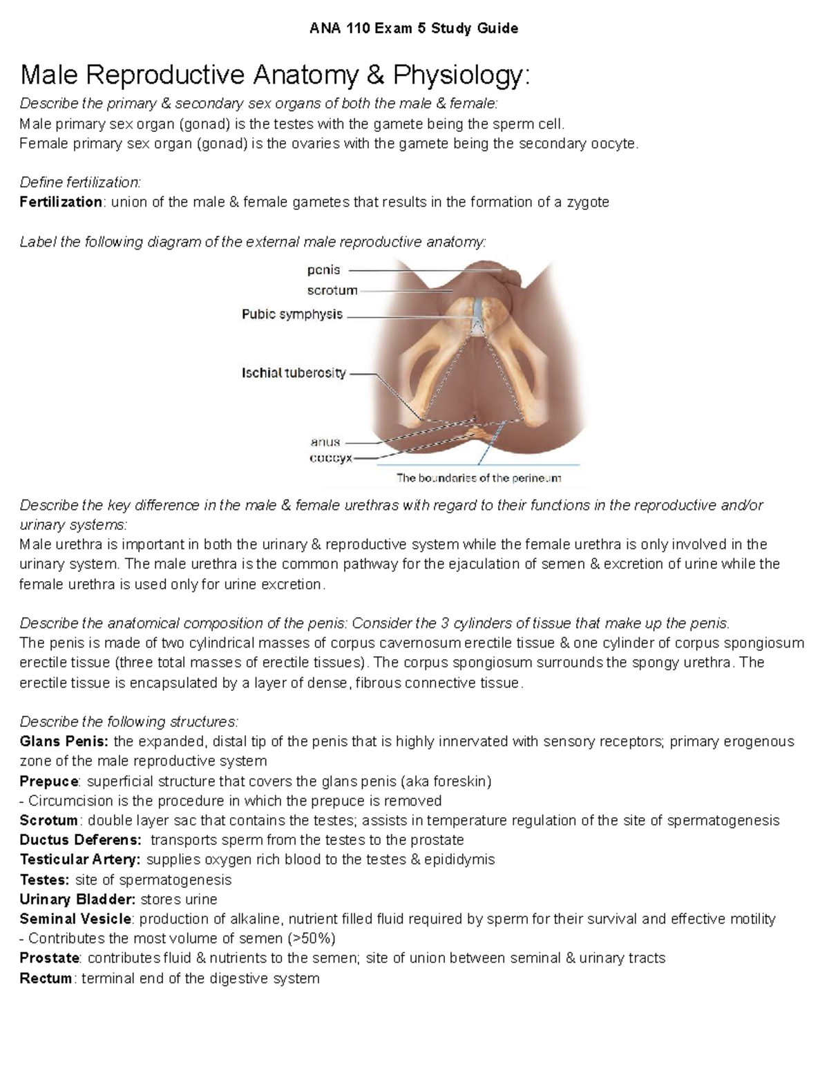 ANA 110 Exam 5 Study Guide: Male & Female Reproductive Systems Overview ...