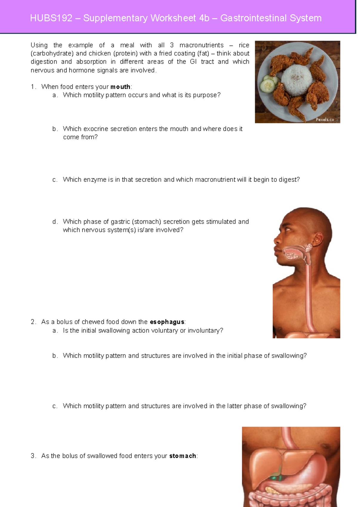 HUBS192 Supplementary Worksheet 4b: GI System & Macronutrient Digestion ...