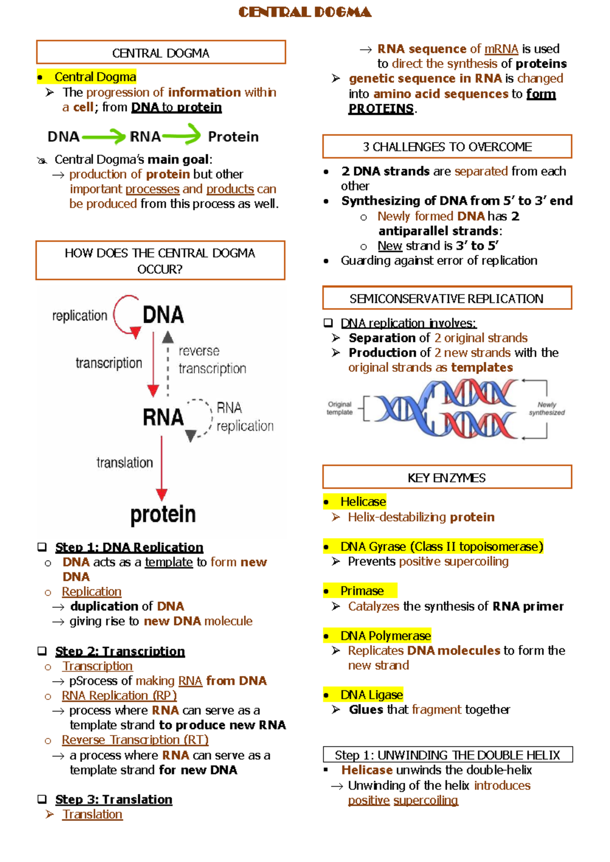Central Dogma: RNA to Protein Synthesis Overview (Bio 101) - Studocu