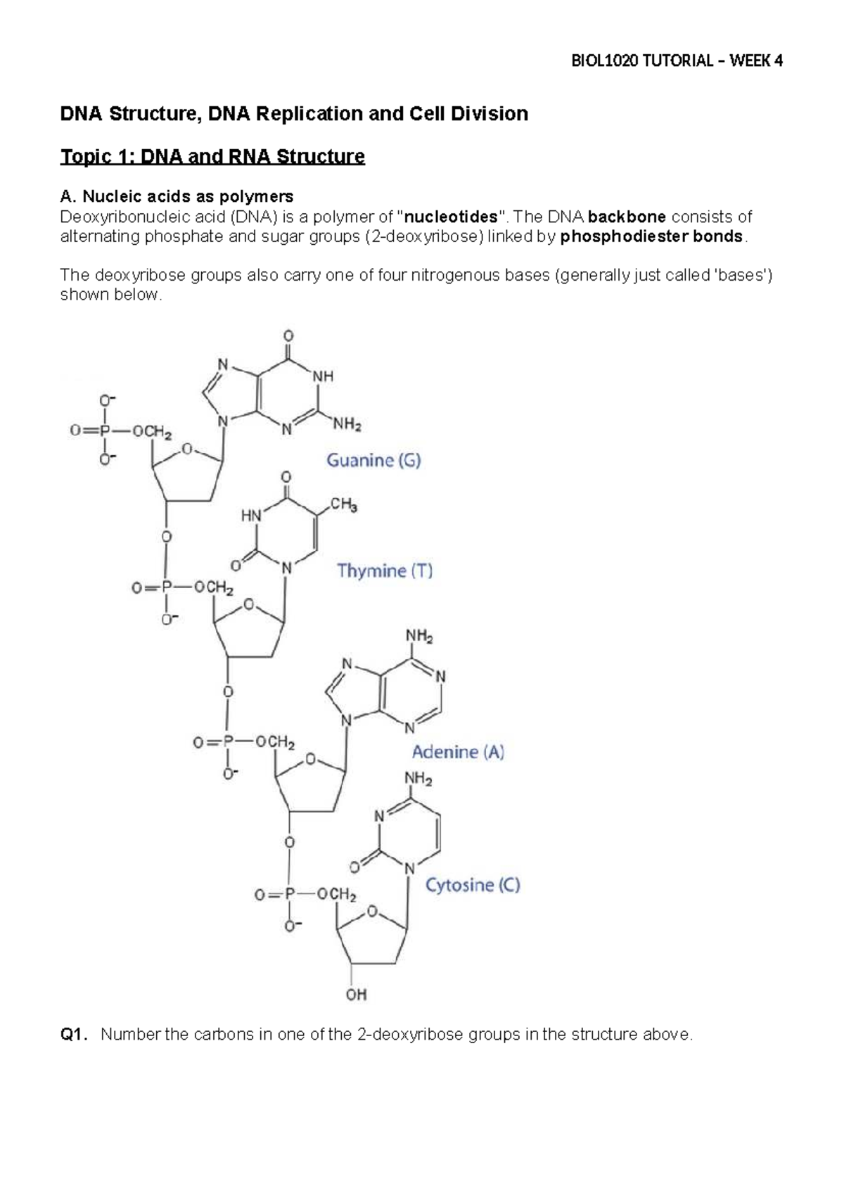 BIOL1020 TUTORIAL WEEK 4: DNA Structure, Replication & Mitosis - Studocu