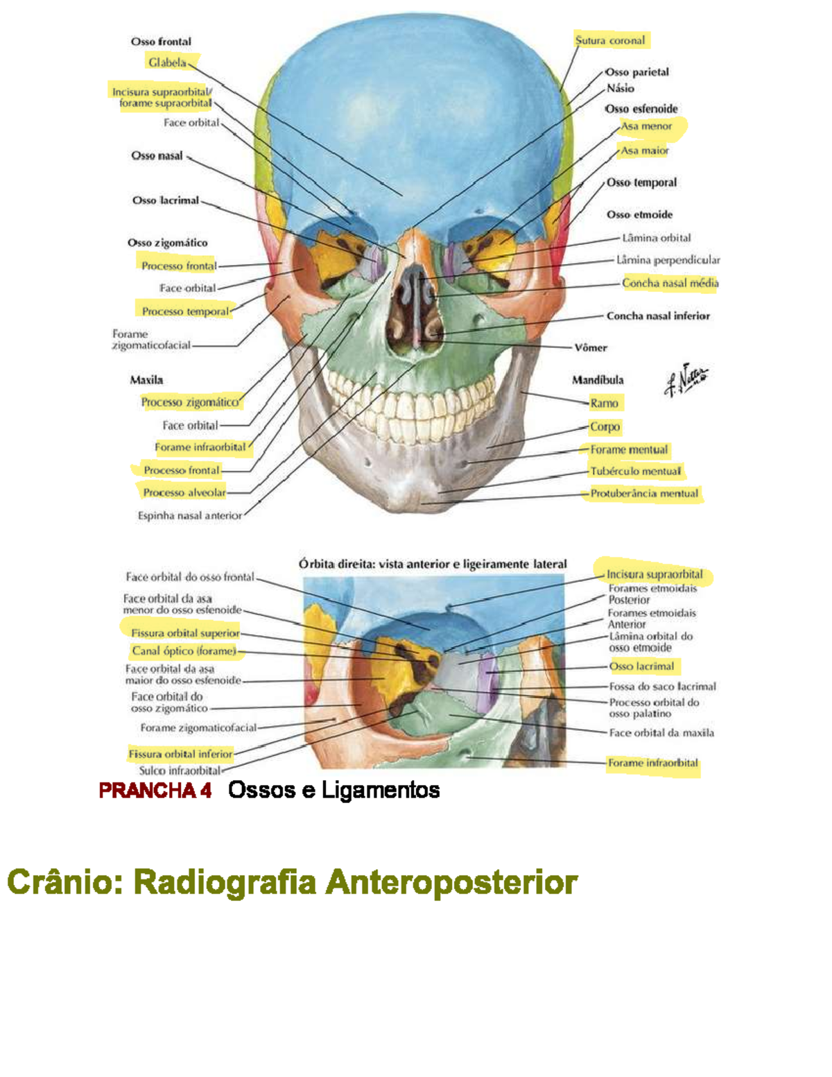 Osteologia Netter - anatomia humana. resumo do sistema - Anatomia ...