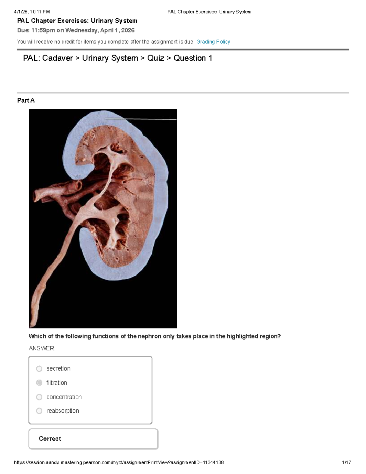 PAL Chapter Exercises: Urinary System Review and Quiz Insights - Studocu