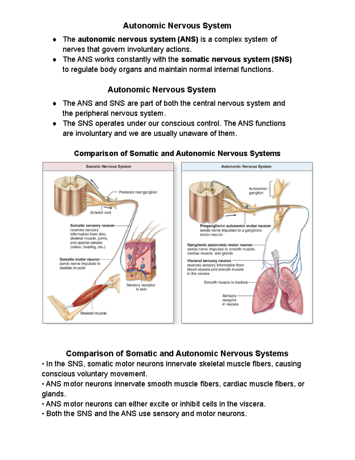 Autonomic Nervous System Overview: Structure & Functions Explained ...