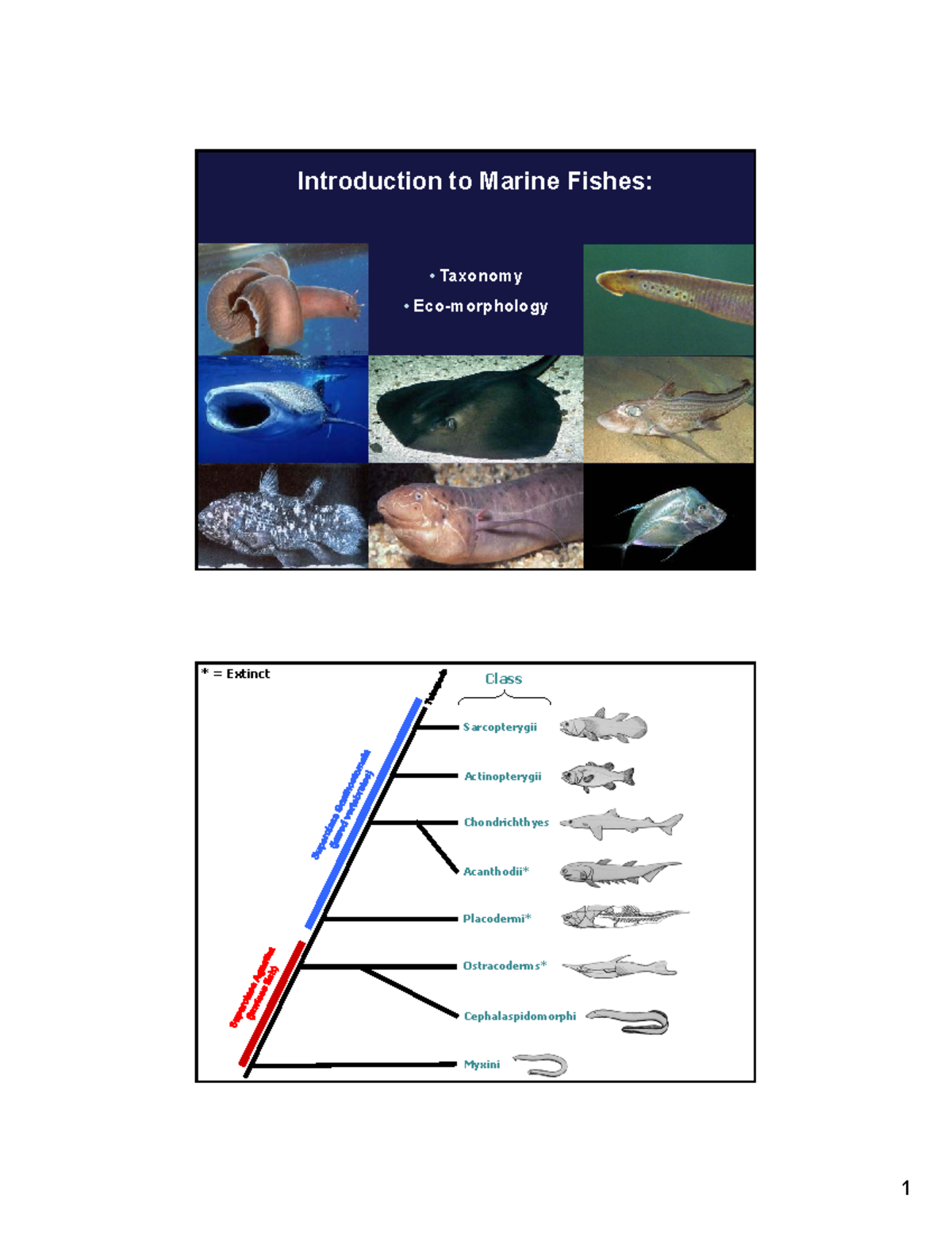 Introduction to Marine Fishes: Chondrichthyes & Osteichthyes Overview ...