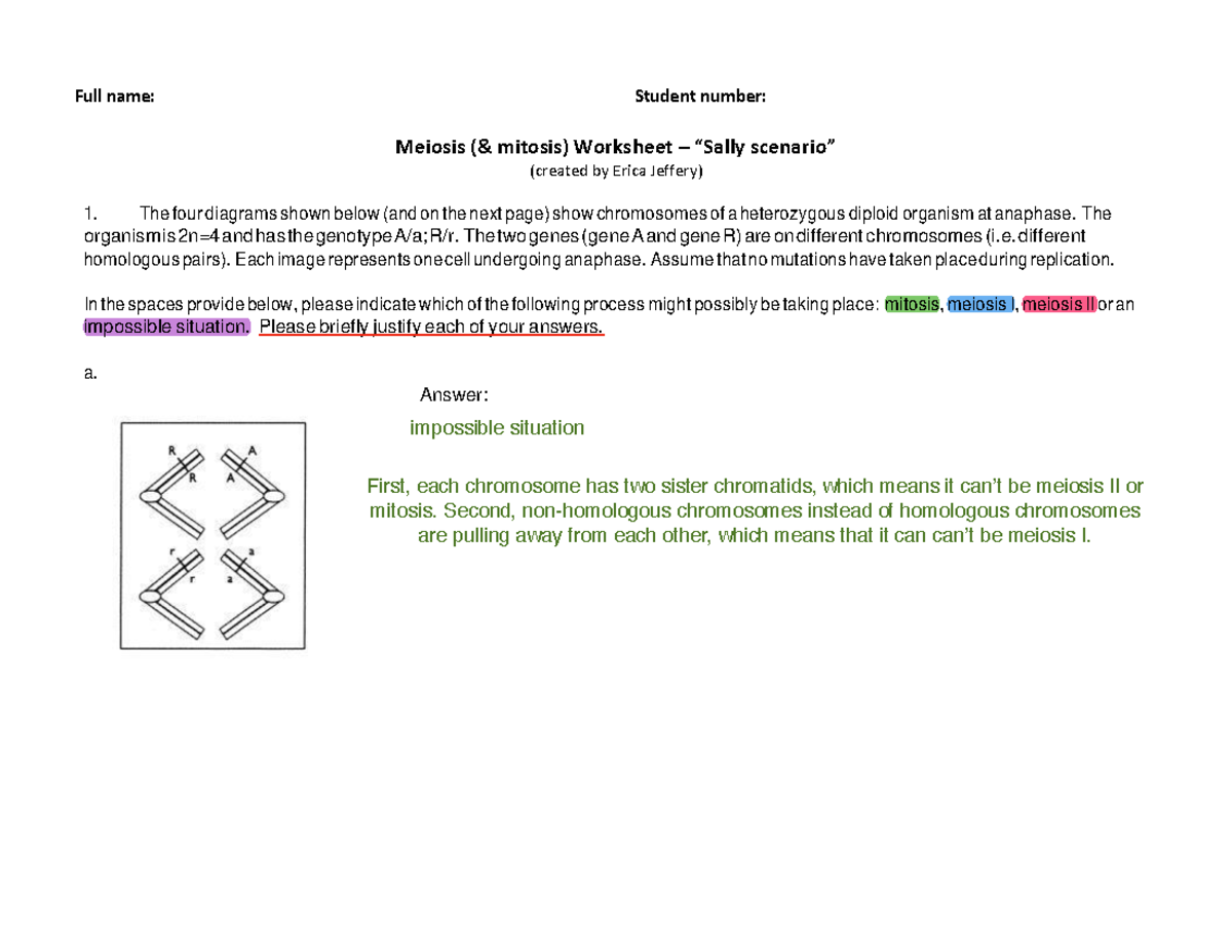 Worksheet #2 - Meiosis (and mitosis) with Sally Scenario - Full name ...