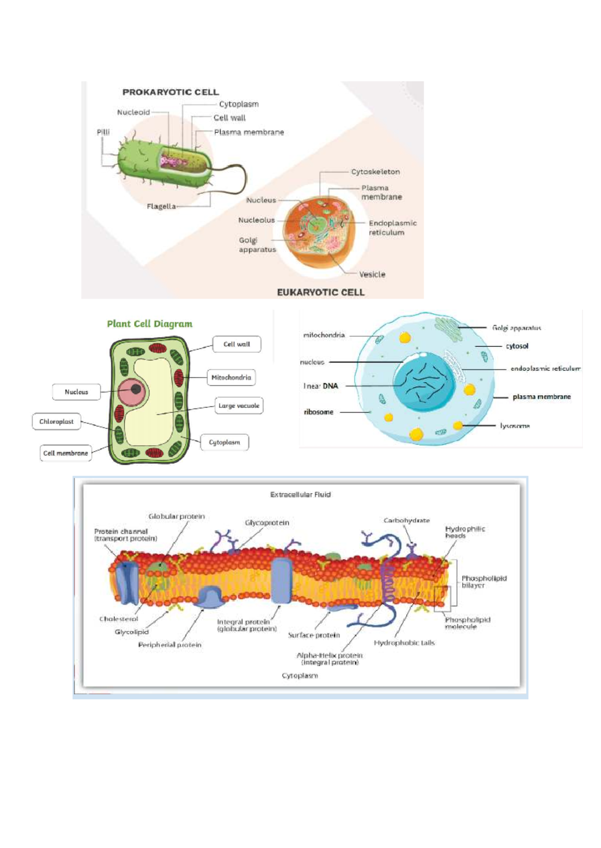 Biology Notes: Prokaryotic & Eukaryotic Cell Structures - Studocu