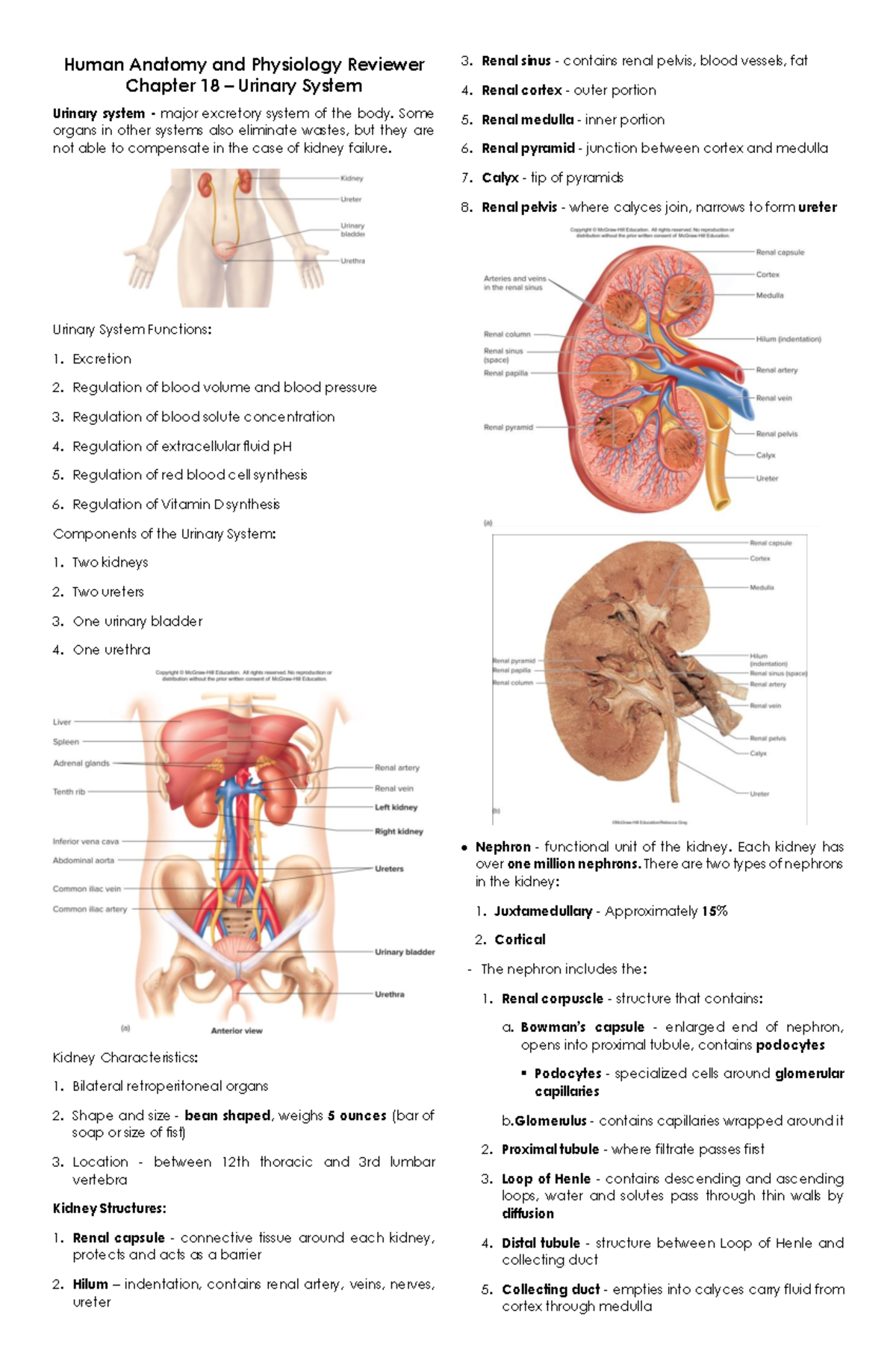 Urinary System Overview Human Anatomy Physiology U18 Studocu