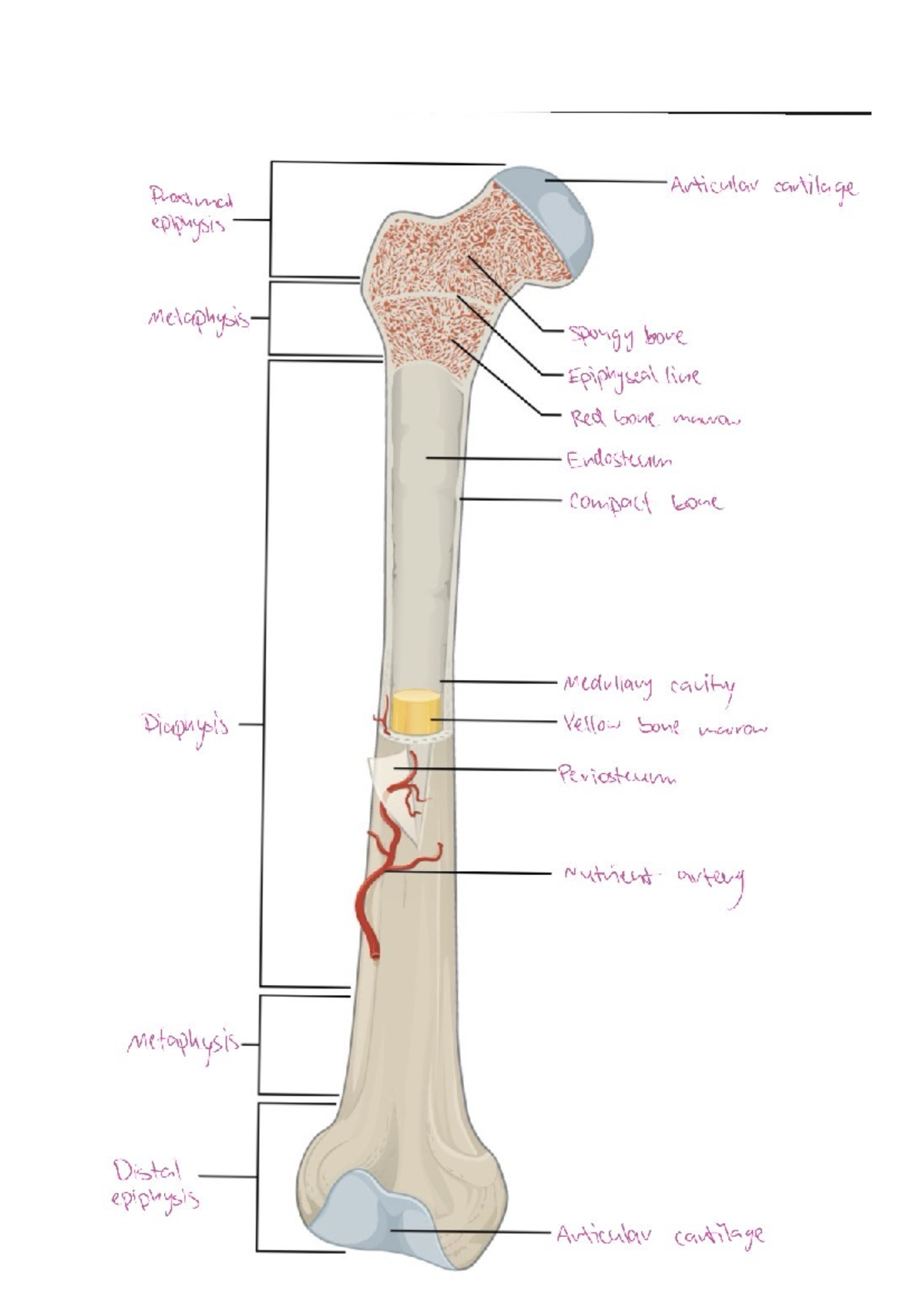 Long Bone anatomy - annotated diagram - LQB182 - Proximal Articular ...