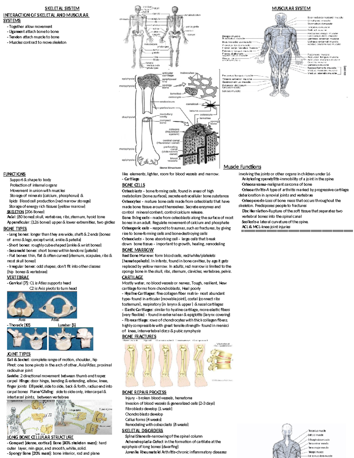 Anatomy & Physiology Cheat Sheet: Skeletal & Muscular Systems Overview ...