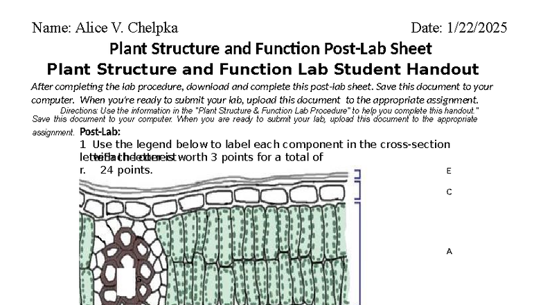 Plant Structure & Function Lab Post-Lab Worksheet - Studocu