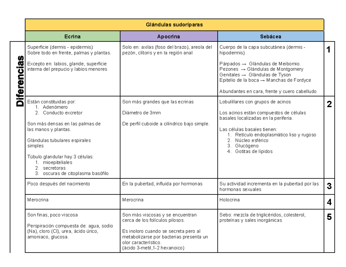 Glándulas Sudoríparas Ecrina, Apocrina y Sebácea - Resumen Estudio ...