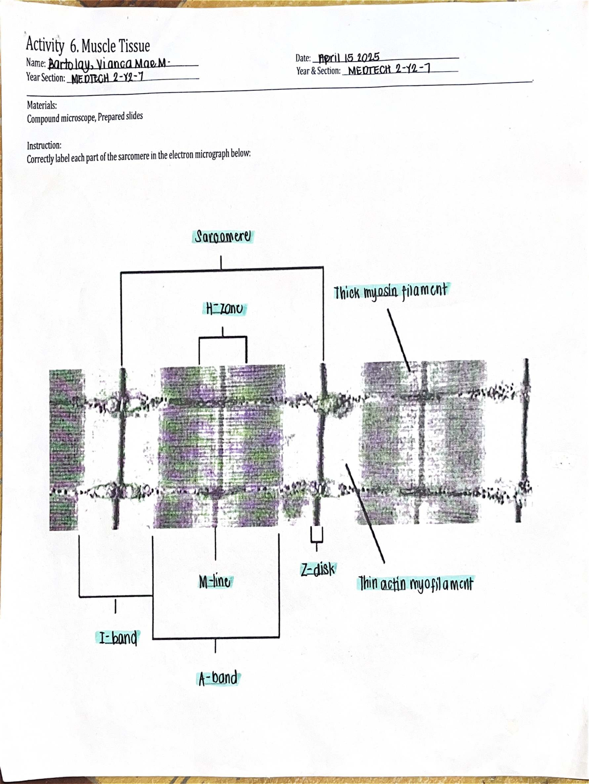 H HIS 221 - Muscle Tissue and Circulatory System Lab Midterm Notes ...