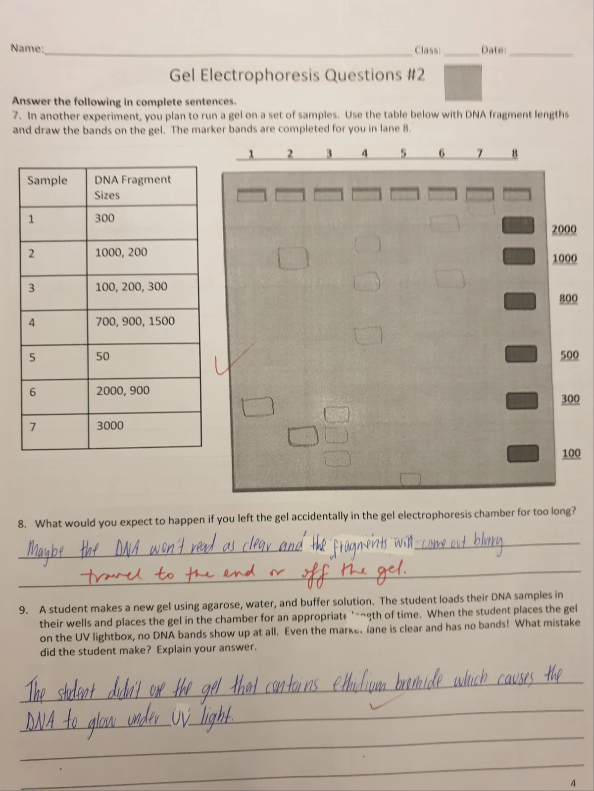 Gel Electrophoresis Questions & Answers - Course #1 - Studocu