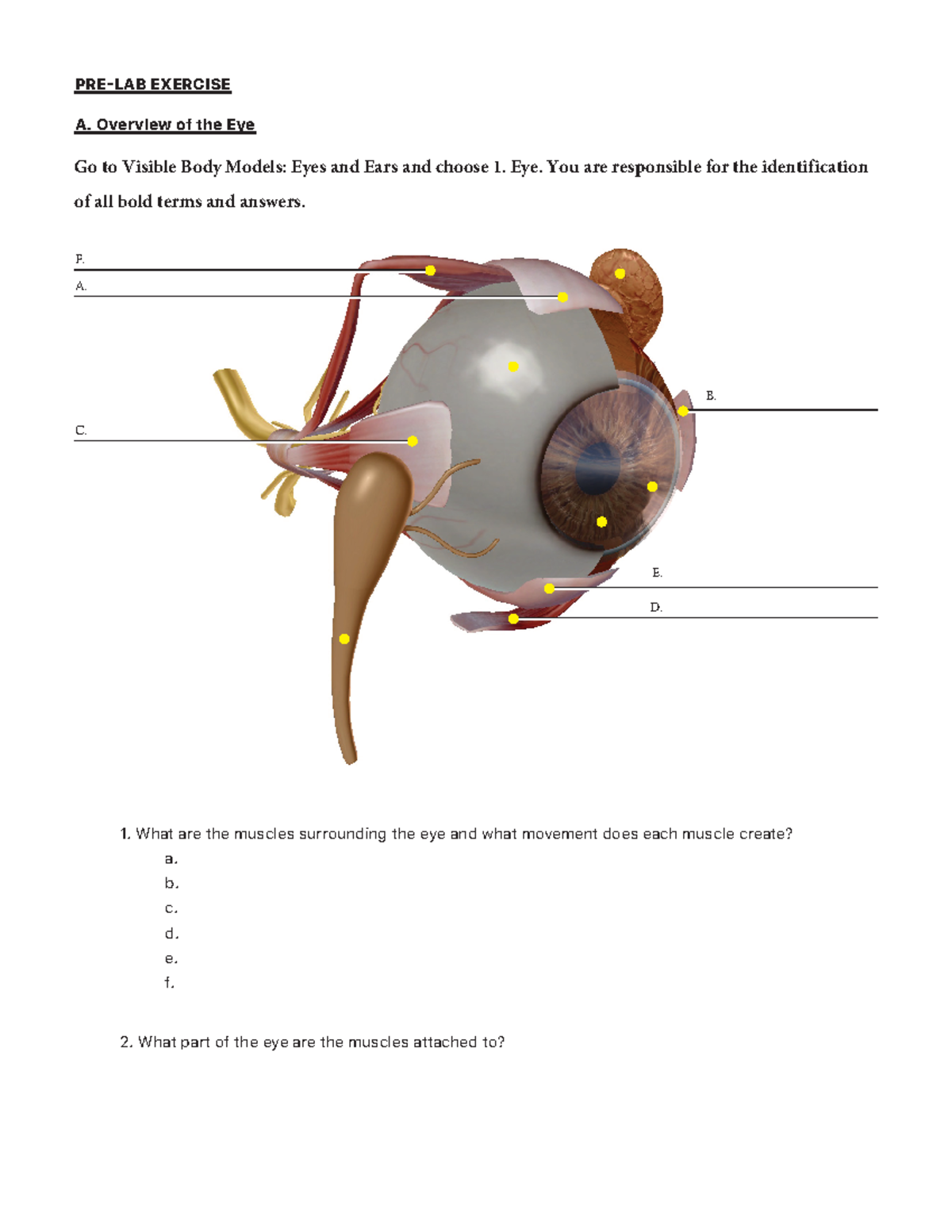 Anatomy & Functions of the Eye and Ear - Worksheet - Studocu