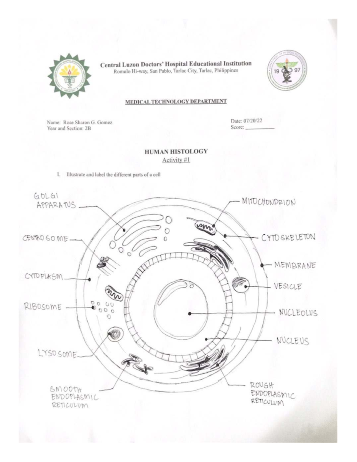 Histo-Activity-1 - histology activity - Medical Technology - of ME ICAL ...