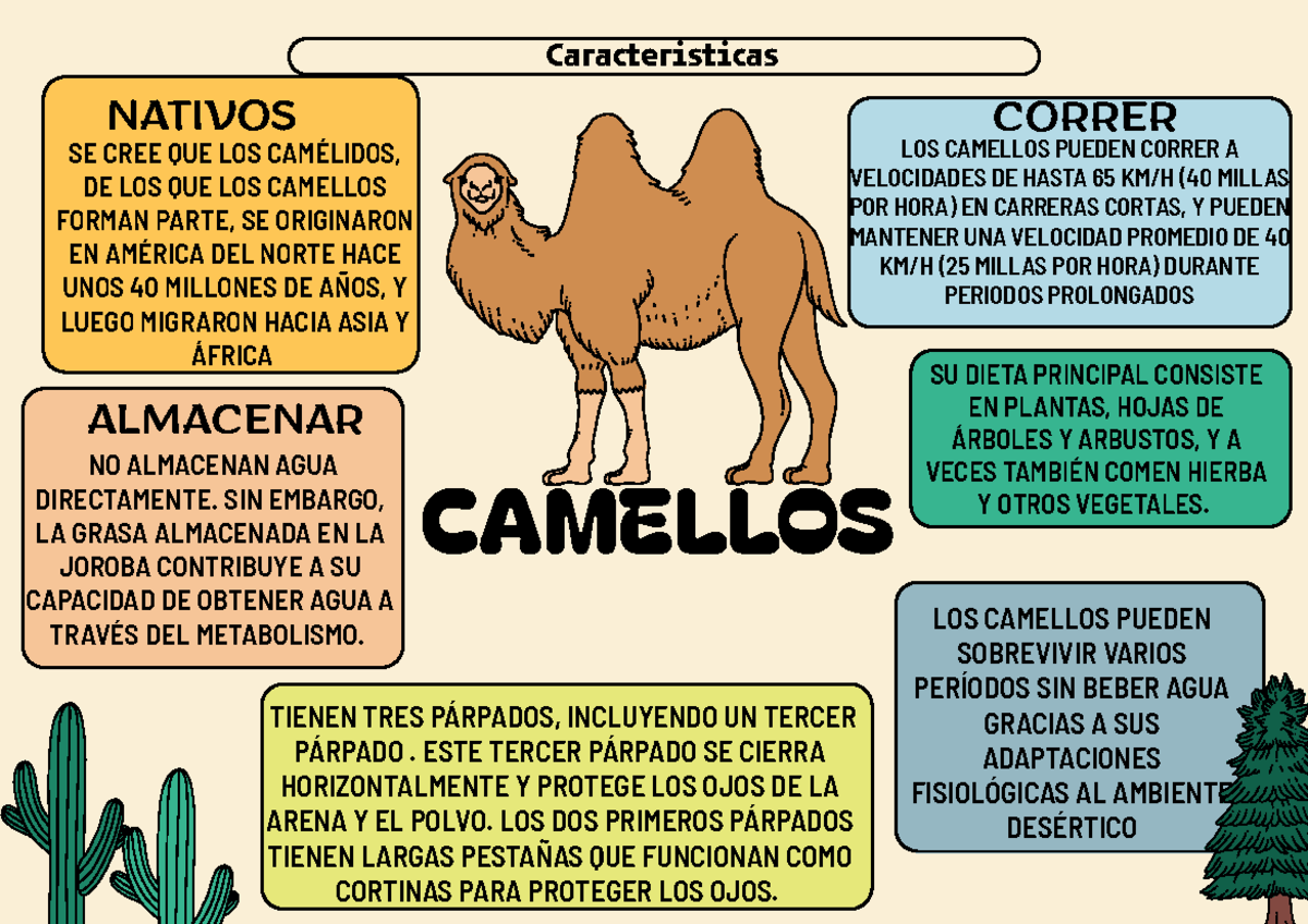 Características y Adaptaciones de los Camellos en el Desierto - Studocu