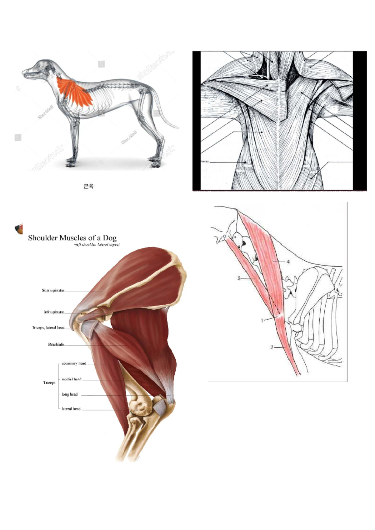 Veterinary Anatomy: Shoulder Muscles of a Dog (Course Code: 62) - Studocu