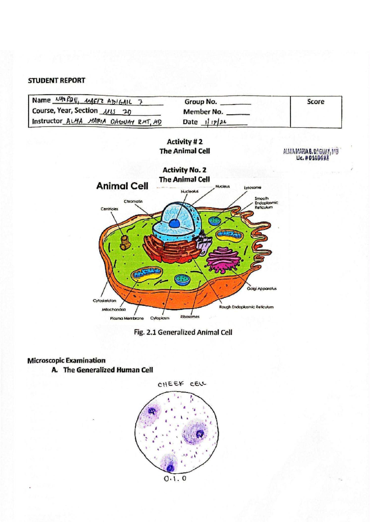 M2A2 Animal Cell Study - Naorbe, Mariz Abigail, MLS 2D - Studocu