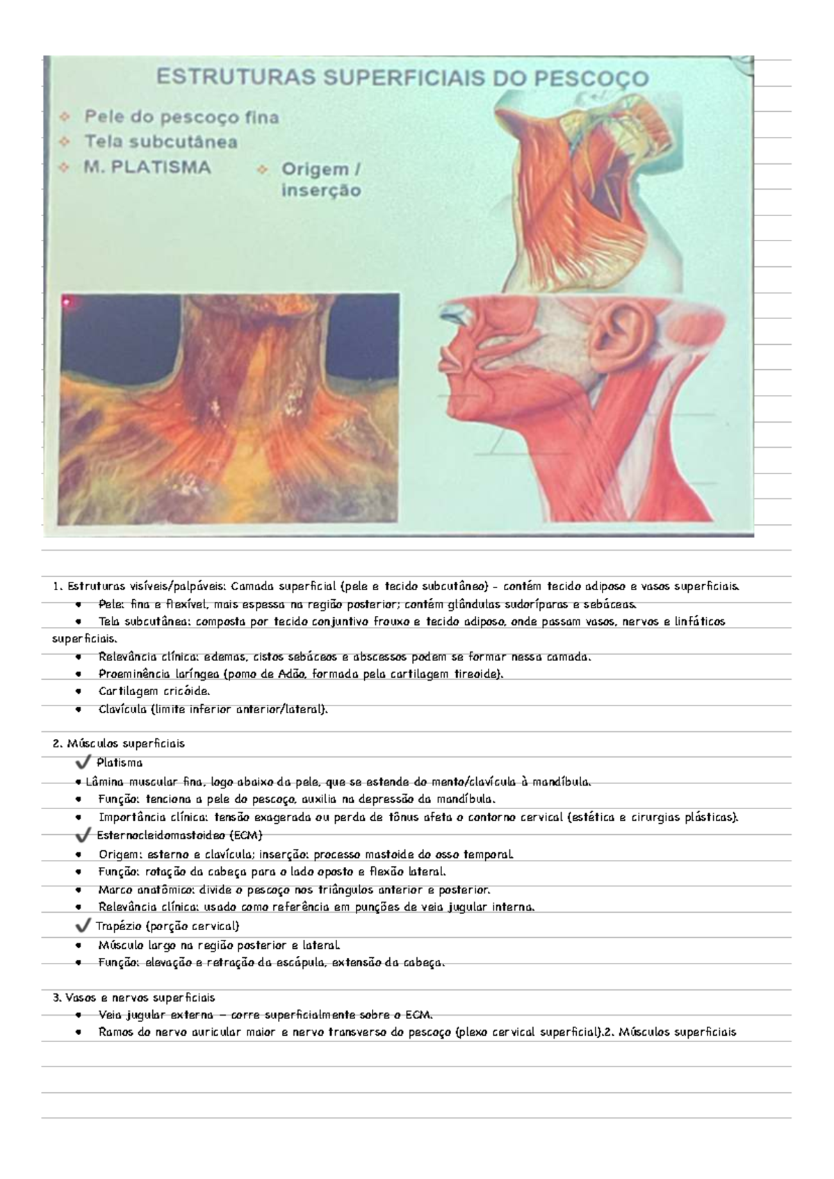Anatomia Superficial do Pescoço: Estruturas e Relevância Clínica (ANAT ...