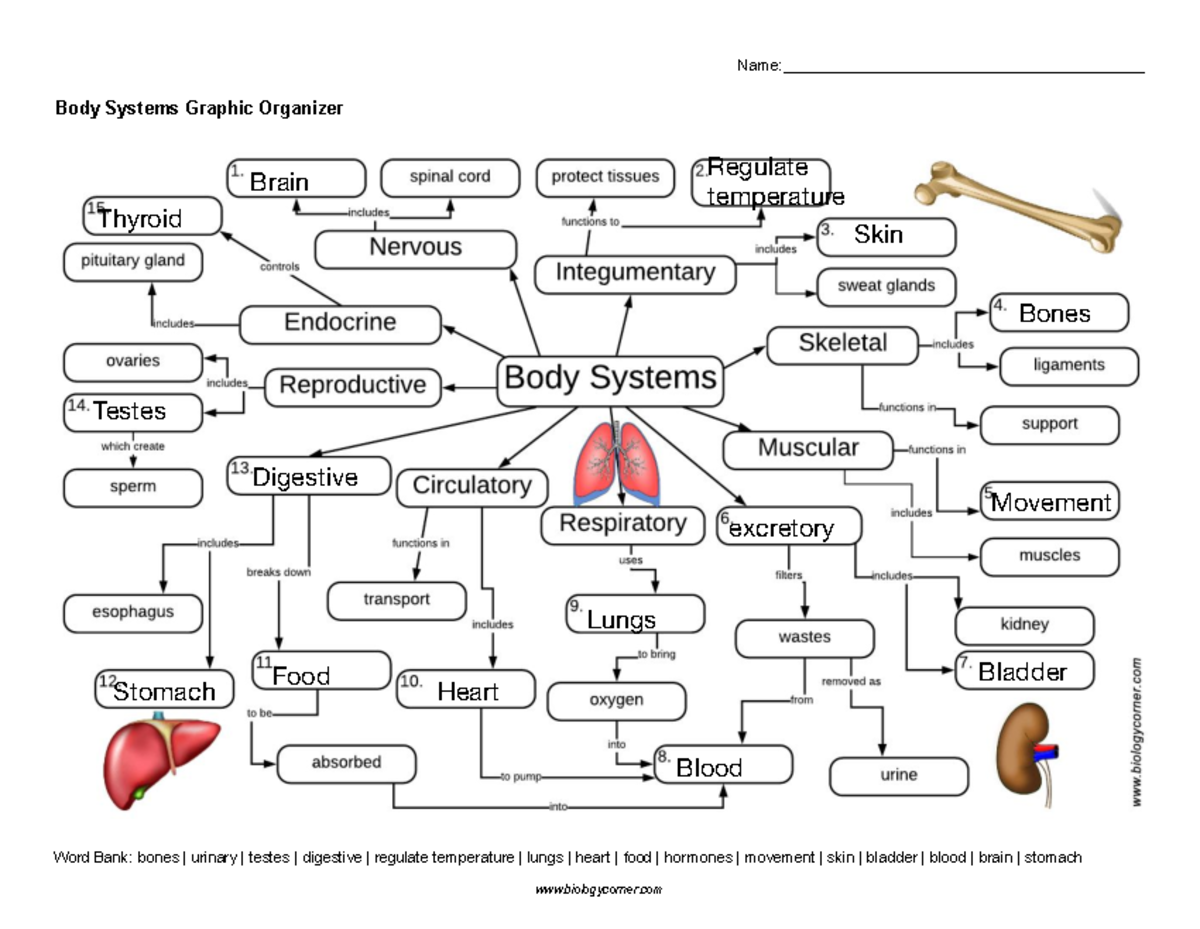 Organizer%3Acareer - Body systems graphic organizer - - Studocu