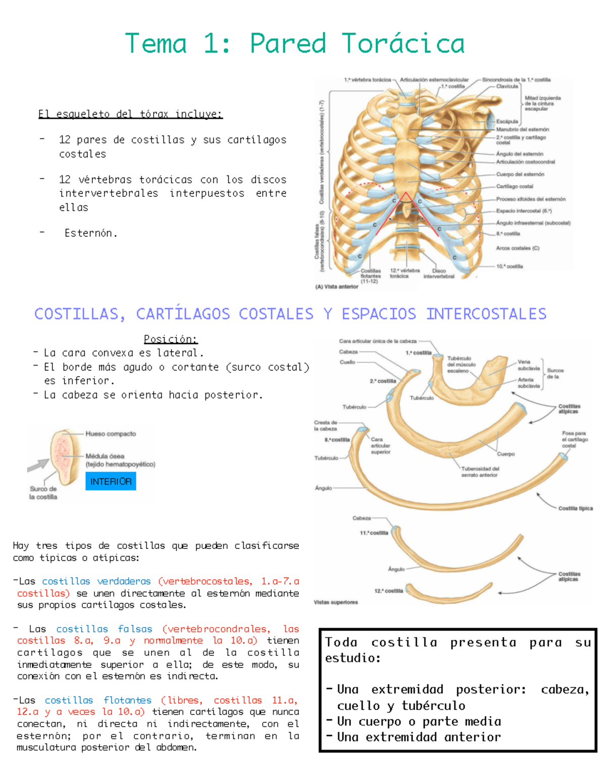 Anatomia de la pared toracica - El esqueleto del tórax incluye: - 12 ...