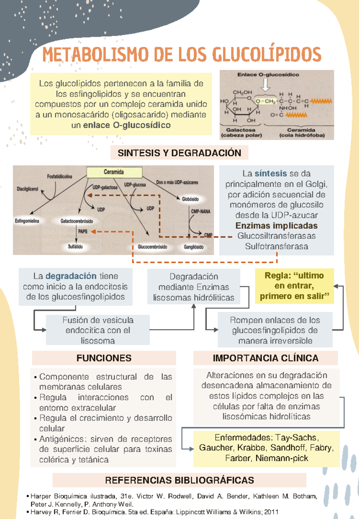Metabolismo DE LOS Glucolípidos - METABOLISMO DE LOS GLUCOLÍPIDOS Los ...