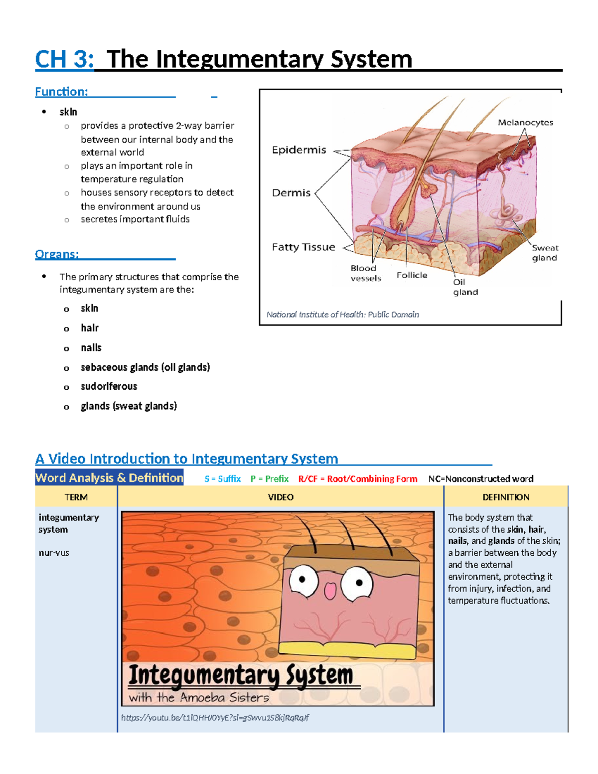 CH 3: Integumentary System Overview - Structure, Functions & Pathology ...