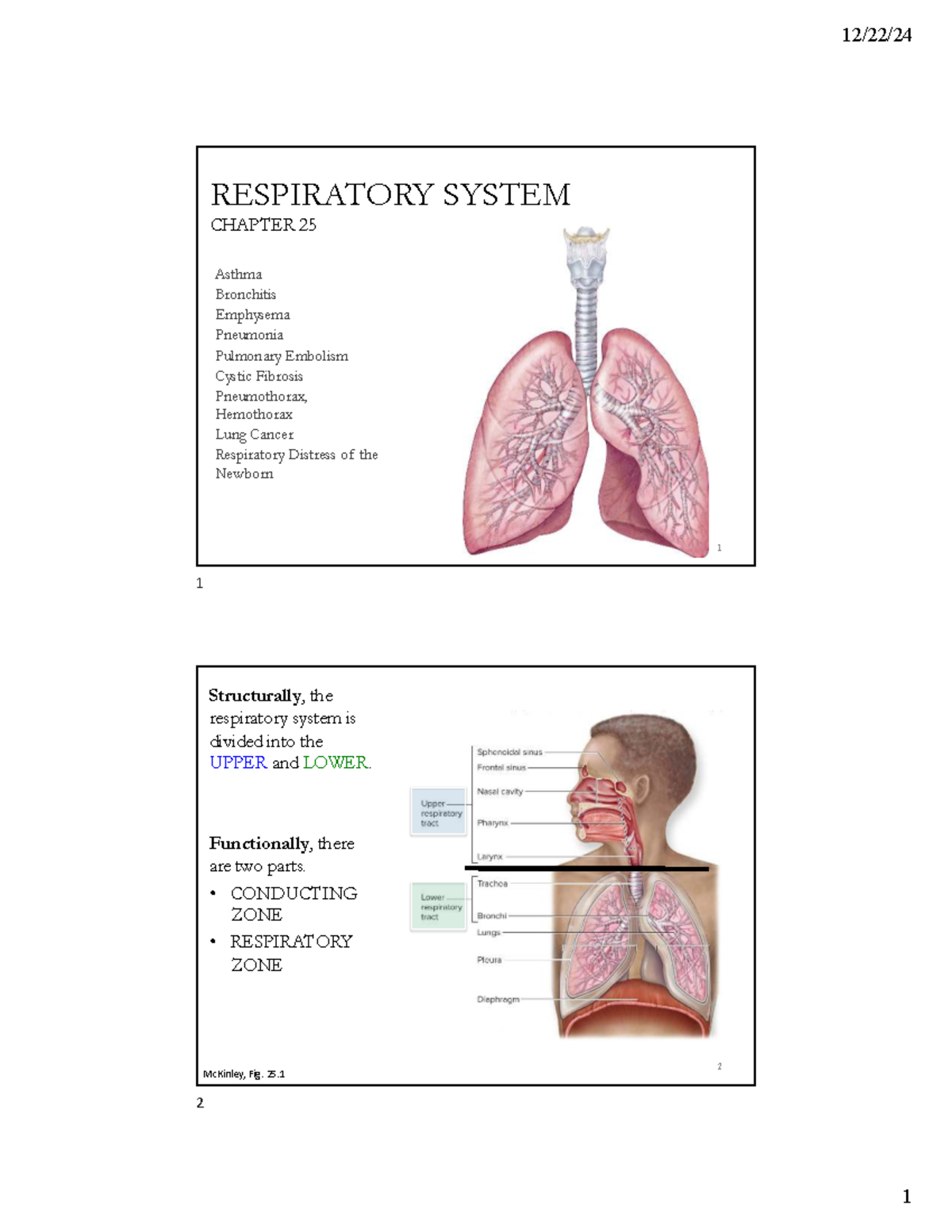 Ch 25 - Overview of the Respiratory System - Key Concepts - Studocu