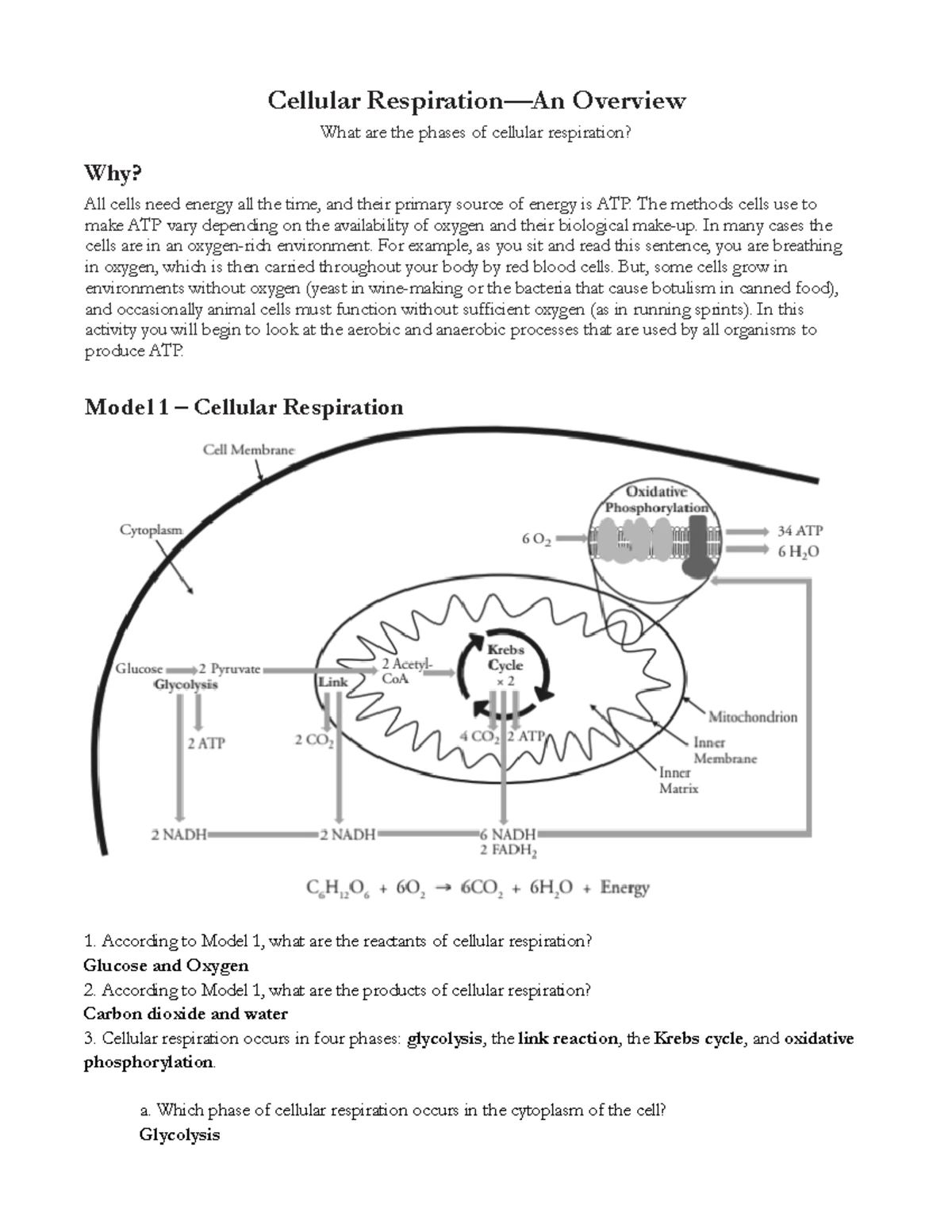 U3M3A2 - Cellular Respiration Overview and Key Concepts - Studocu
