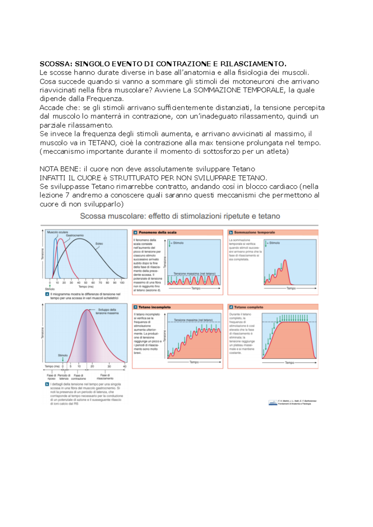 Sistema Muscolare seconda parte - SCOSSA: SINGOLO EVENTO DI CONTRAZIONE ...