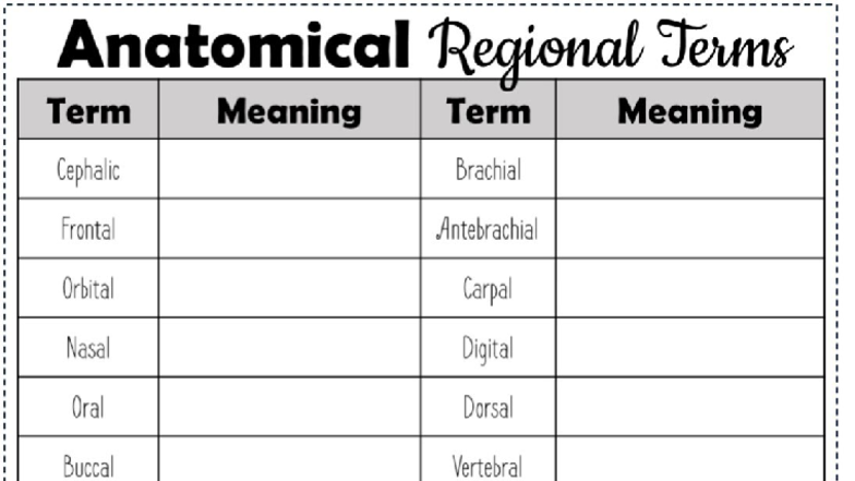 Regional Terms Notes Sheet - Anatomical Regional Terms Term Meaning ...